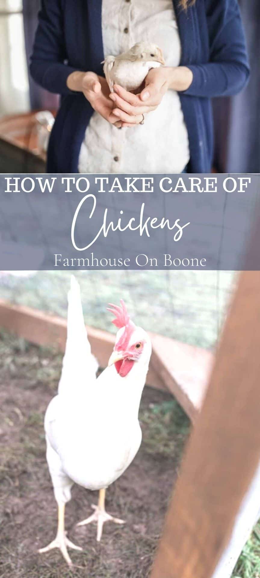 How To Take Care Of Chickens - Farmhouse on Boone
