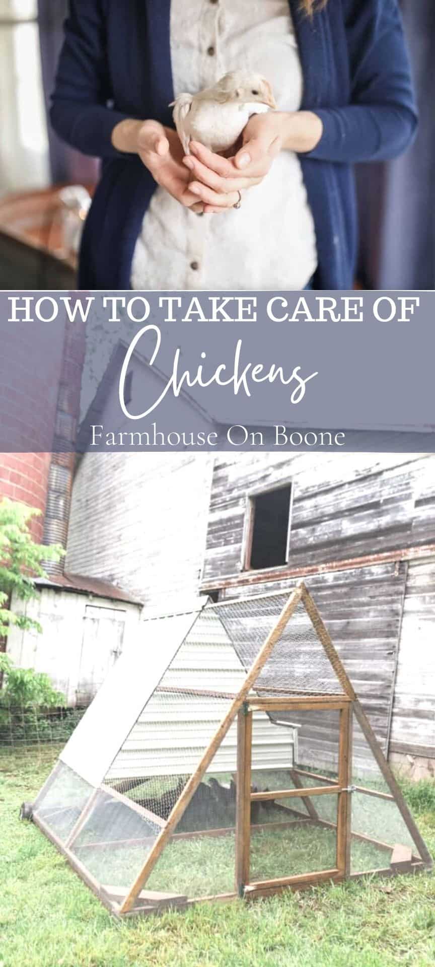 How To Take Care Of Chickens - Farmhouse on Boone