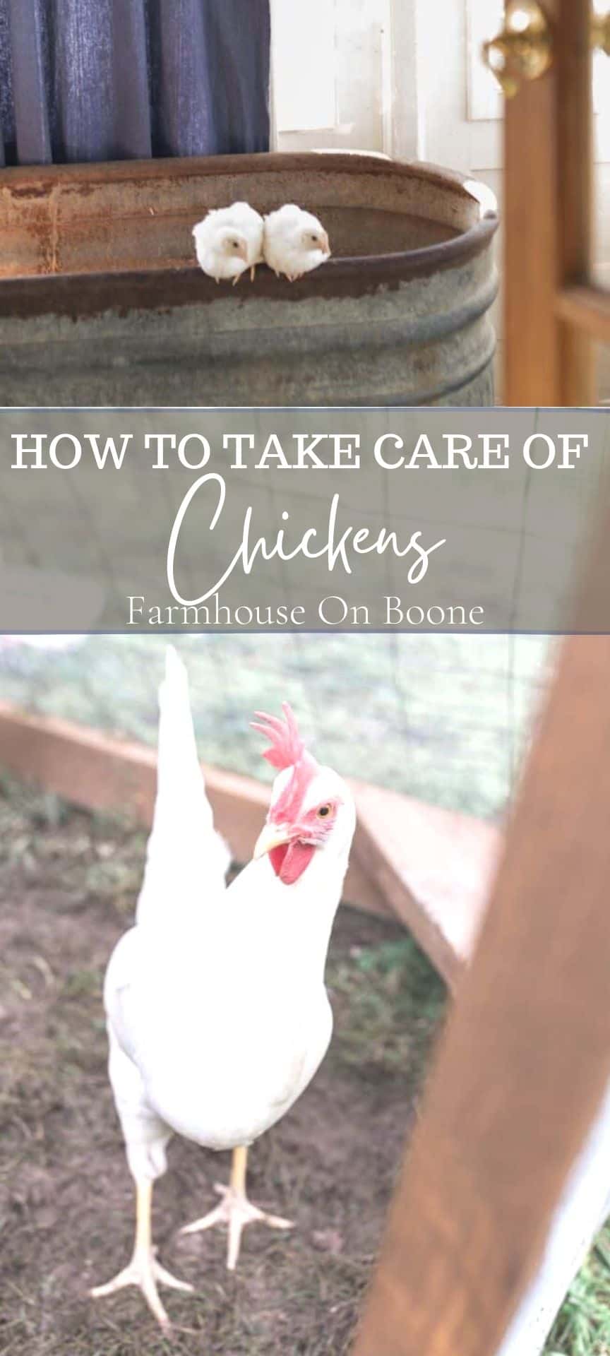 How To Take Care Of Chickens - Farmhouse on Boone